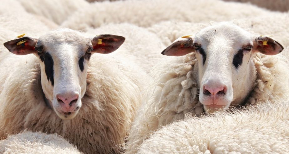 Aussie White Sheep: The Breed With A Bright Future – The Hunt